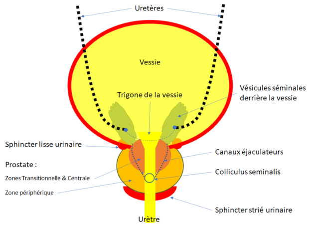 Hypertrophie bénigne de la prostate | CeRePP.com
